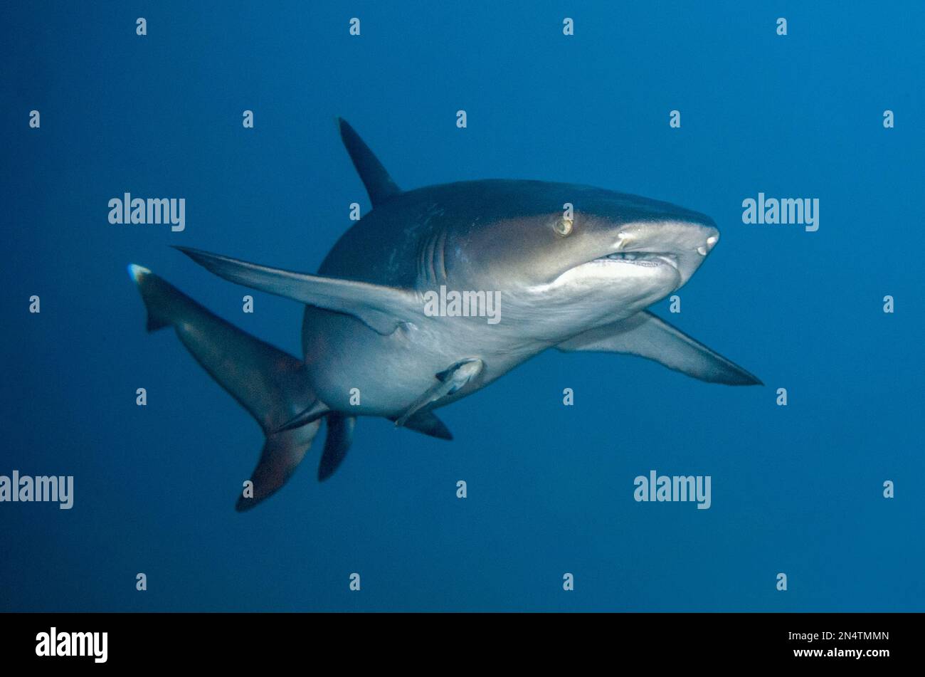 Whitetip Reef Shark, Triaenodon obesus, classified as Near Threatened ...
