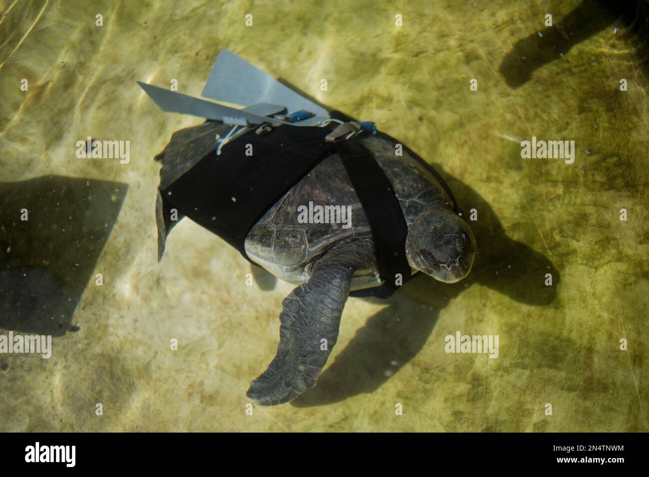 In this photo taken Thursday, May 15, 2014, the green sea turtle, named ...