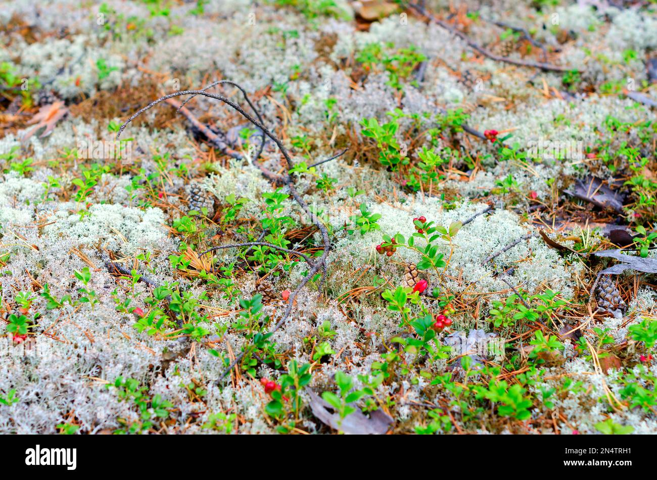 Natural background. Bright red berries cranberries on bushes with green ...