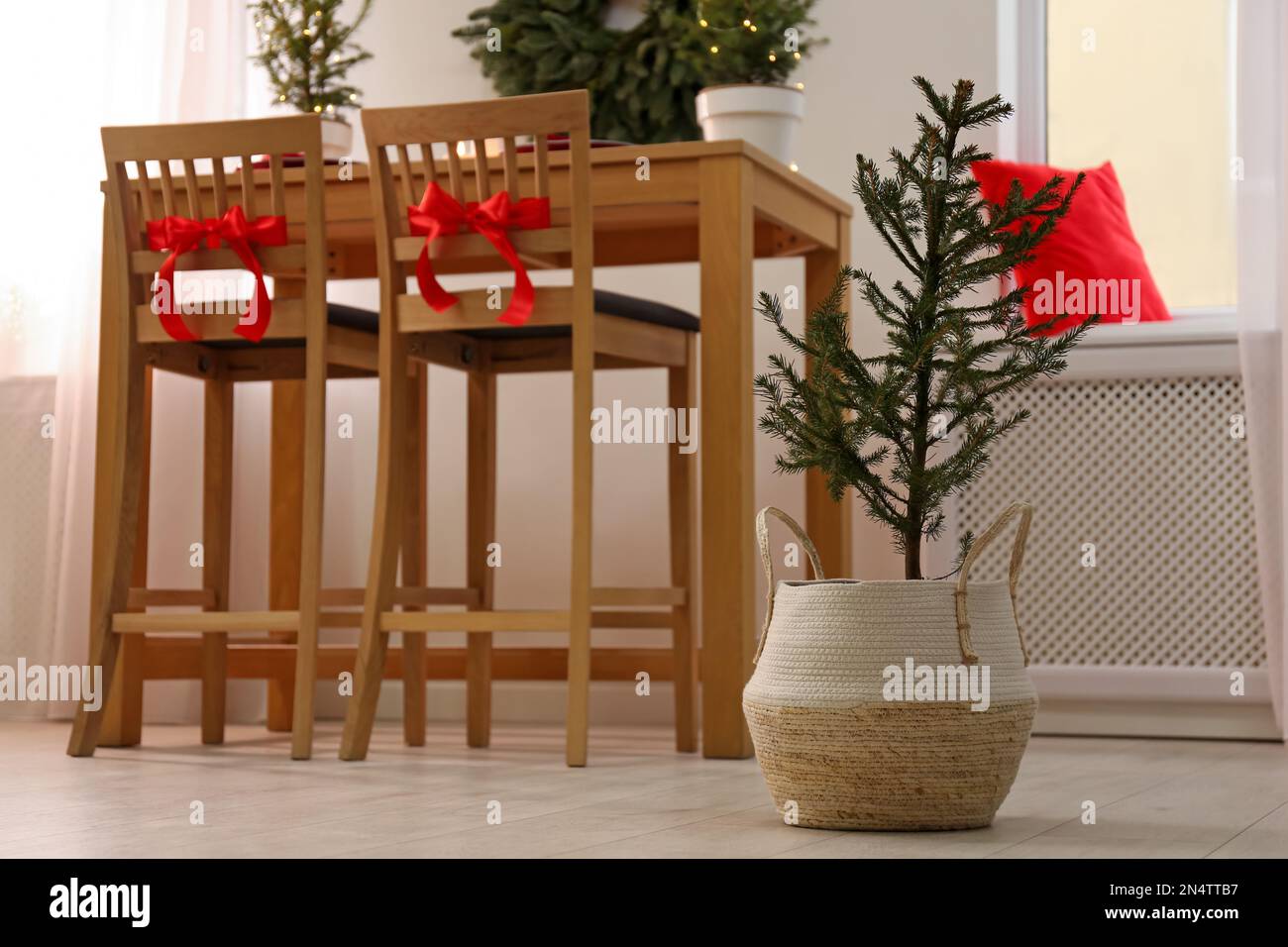 Potted decorative fir tree hi-res stock photography and images - Alamy