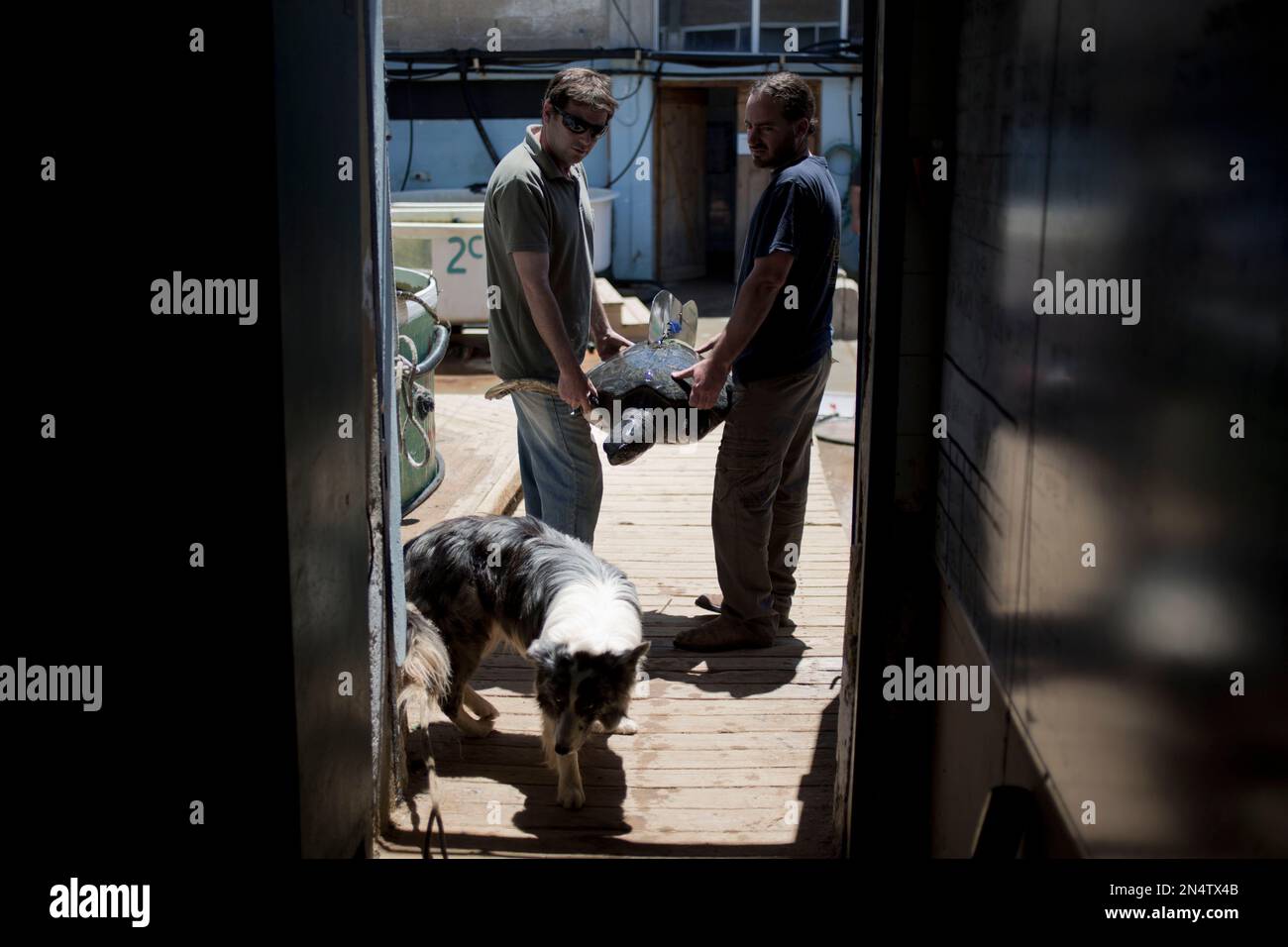 In this photo taken Thursday, May 15, 2014, Yaniv Levy, director of ...
