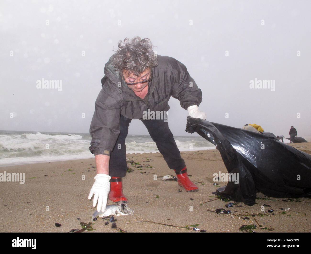 Helene Cappello picks up dead fish on the Belmar N.J. beach on Friday ...