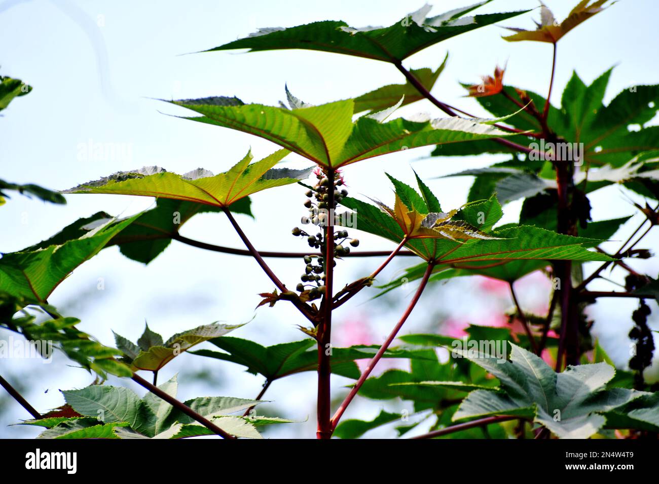 A fresh castor oil plant isolated on a blurred background Stock Photo ...