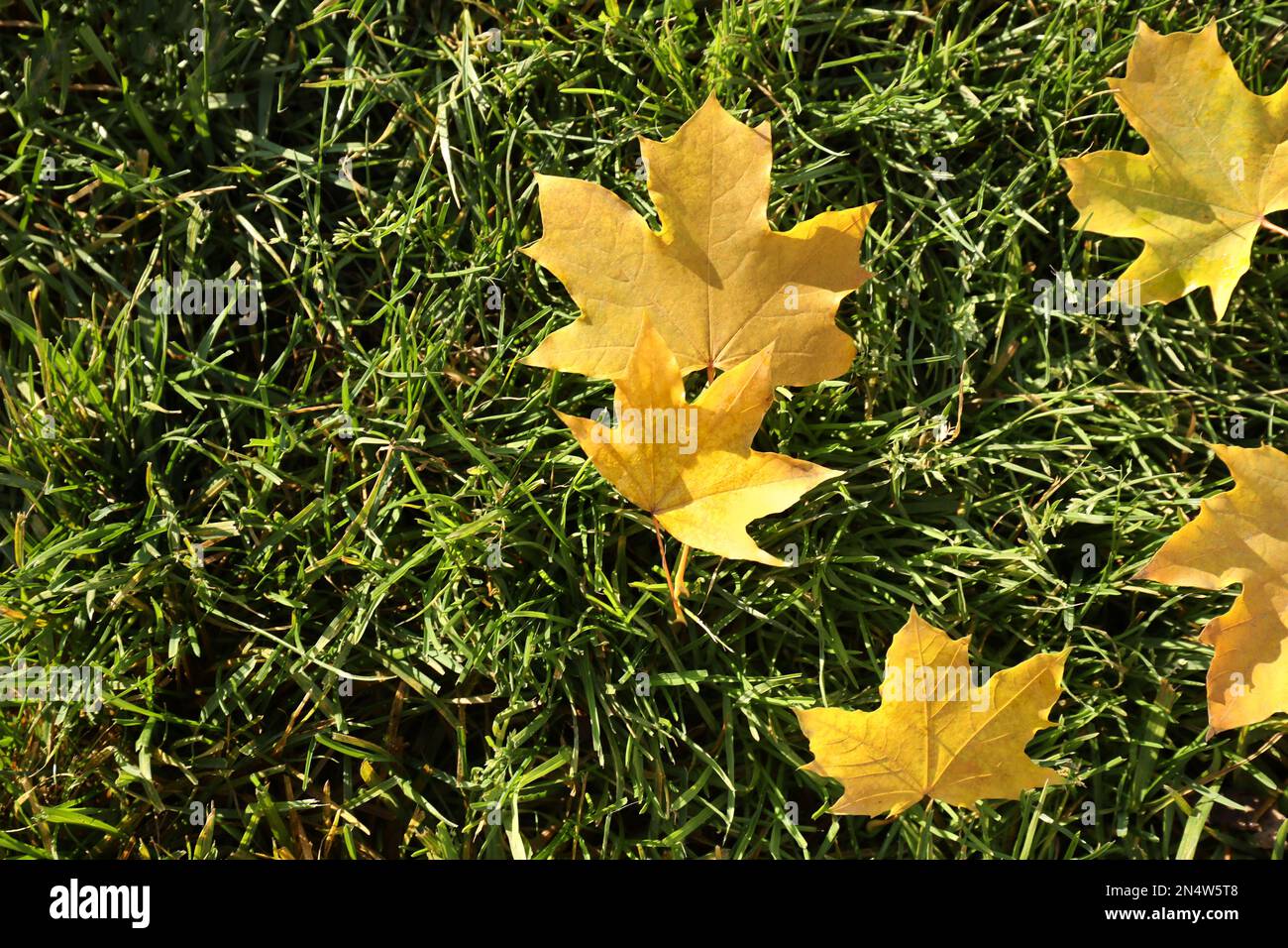 Yellow maple leaves on green lawn grass, flat lay Stock Photo - Alamy