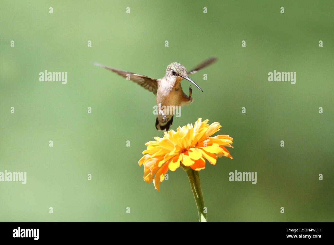 Female ruby throated hummingbird Archilochus colubrids landing on a ...