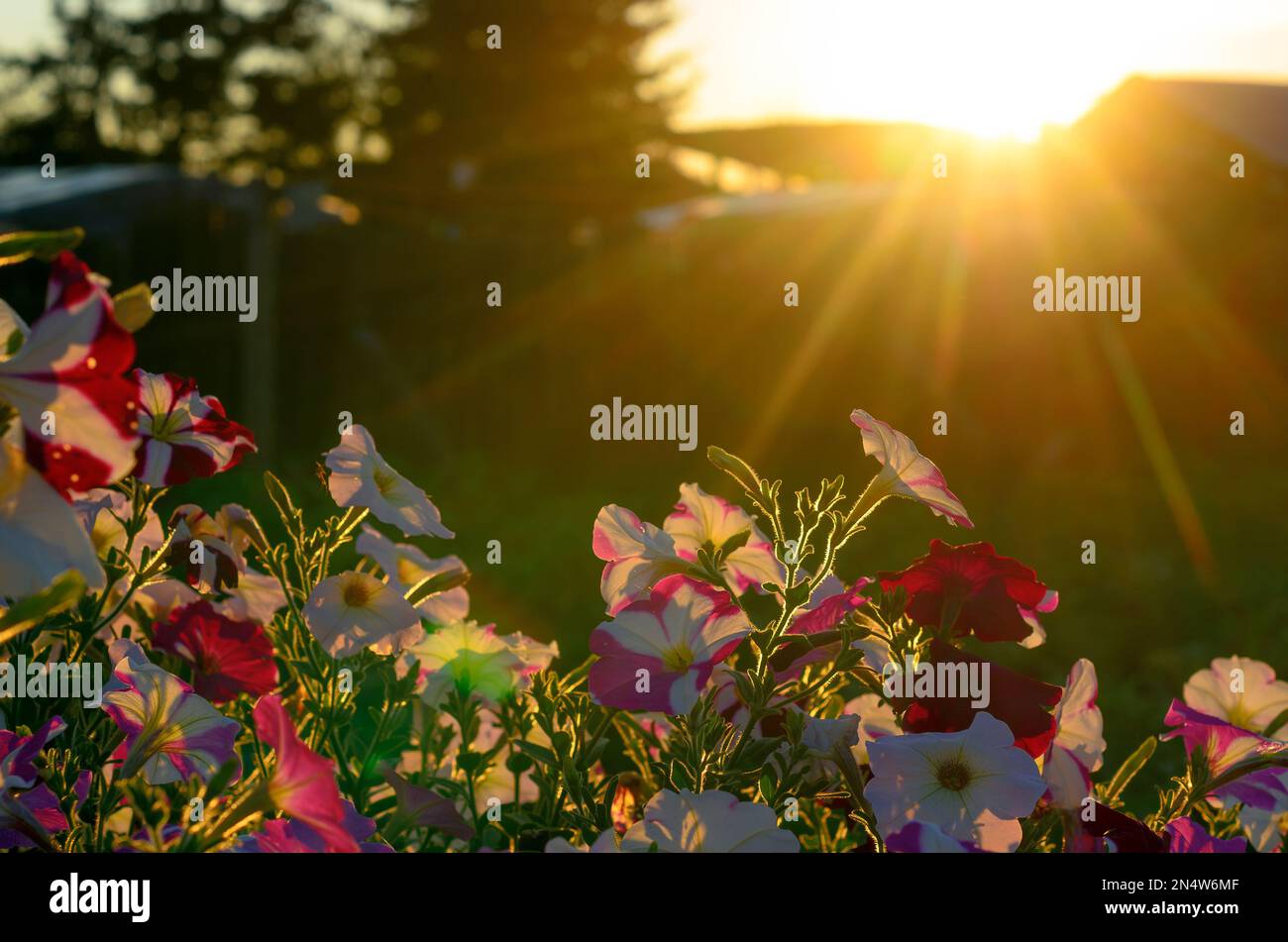 Bright yellow rays of the sun at sunset illuminate the flower bed with ...