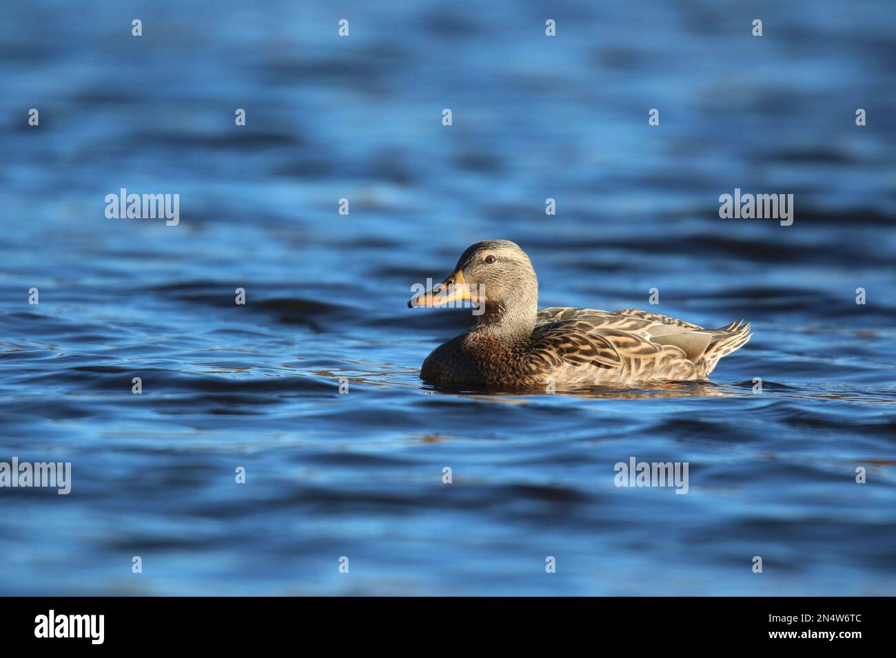 Hen mallard duck swimming on a blue lake in winter in side view Stock ...