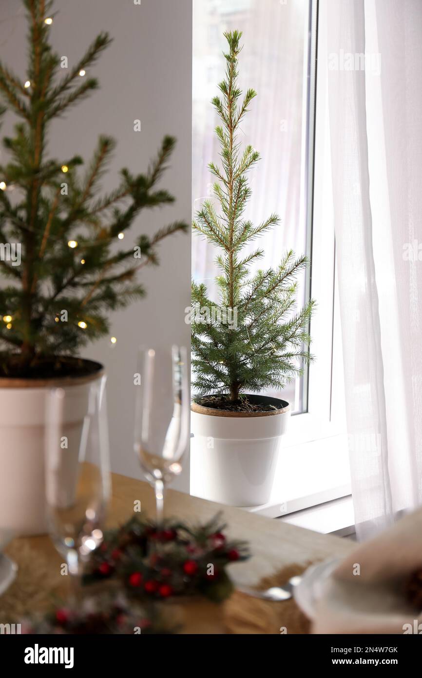 Small potted fir trees in dining room. Interior design Stock Photo - Alamy