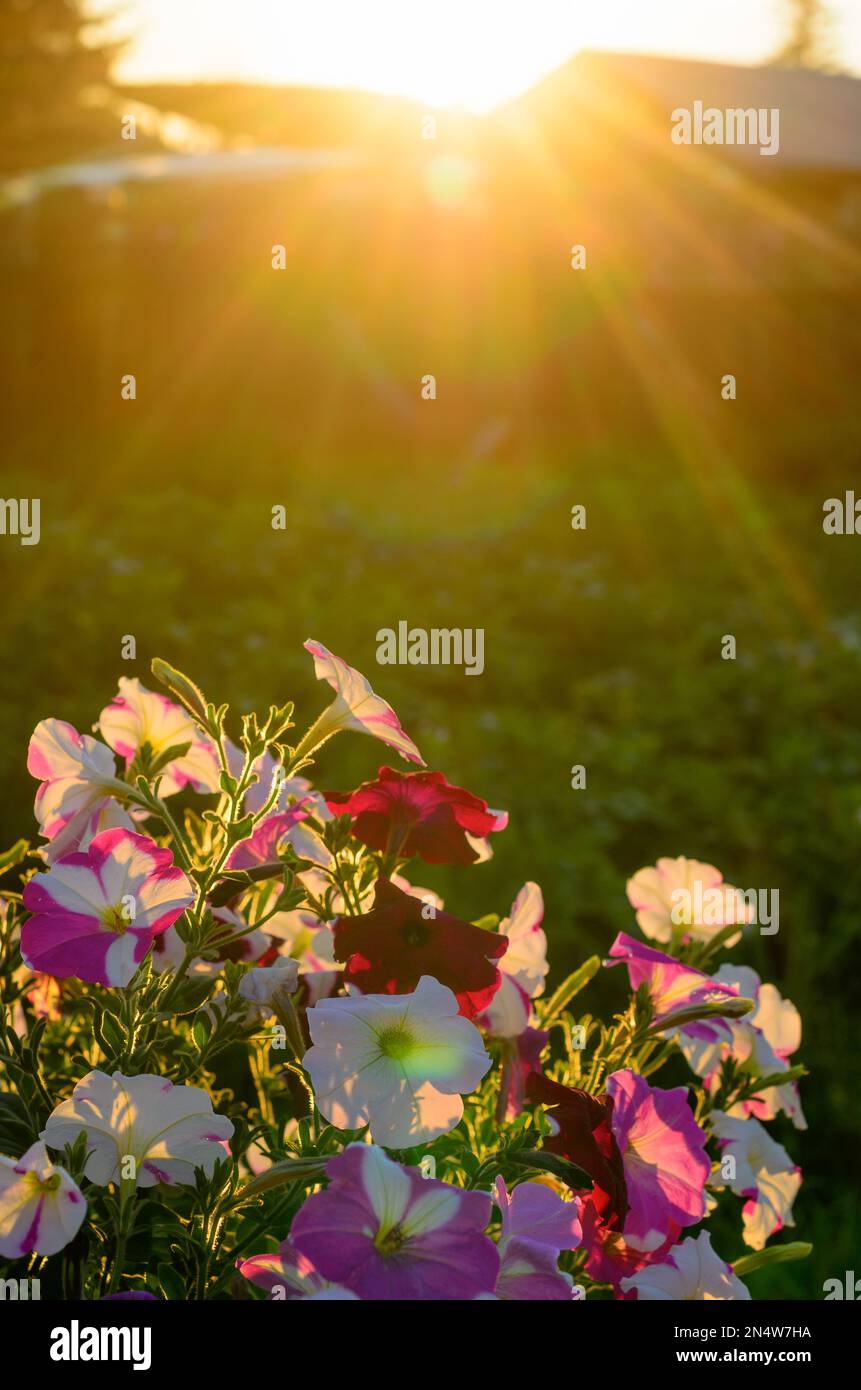 Bright yellow rays of the sun at sunset illuminate the flower bed with ...