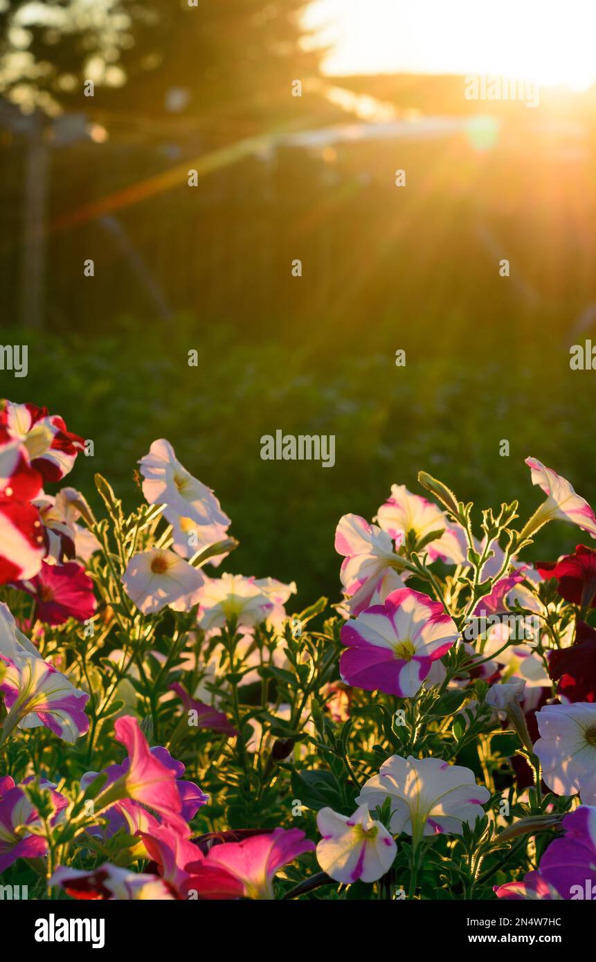 Bright yellow rays of the sun at sunset from behind the fence ...