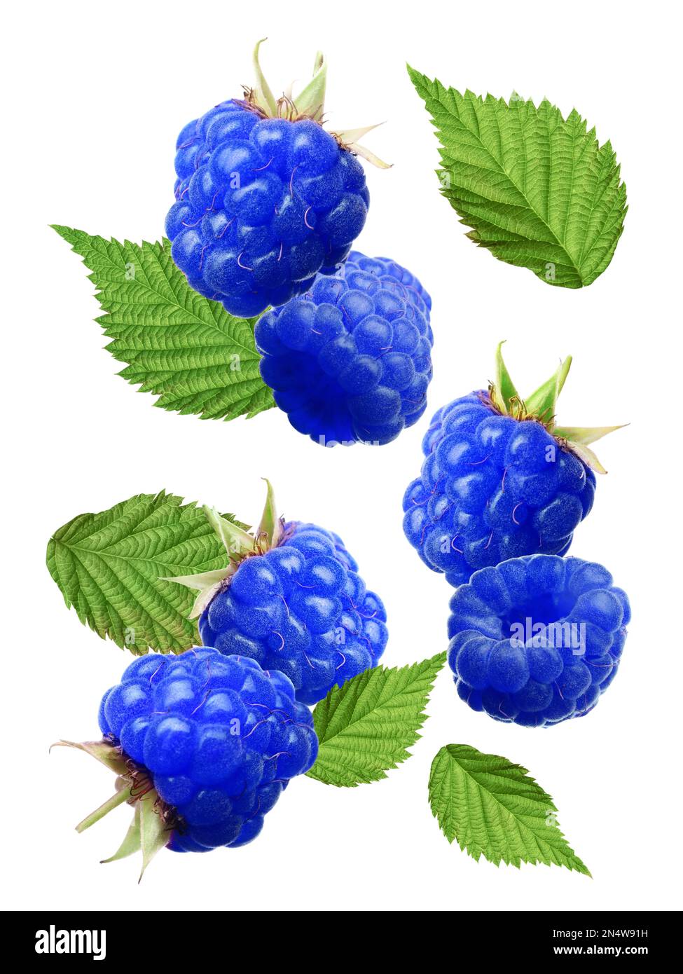 Falling fresh tasty blue raspberries on white background Stock Photo ...