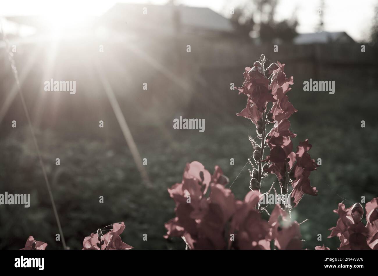 Photo less bright red flower buds of snapdragons bloom at ilocate ...