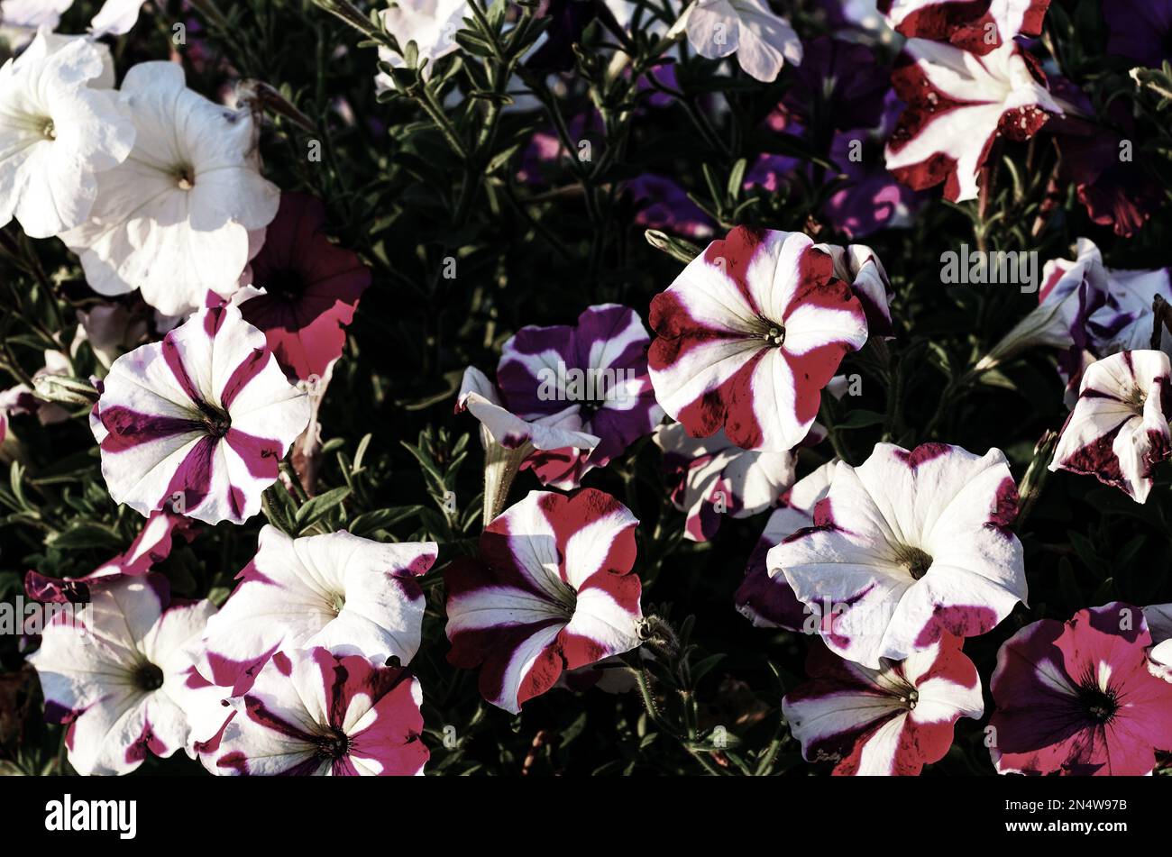 Bright two-color lilac-white flowers of Petunia grow luxuriantly in the ...