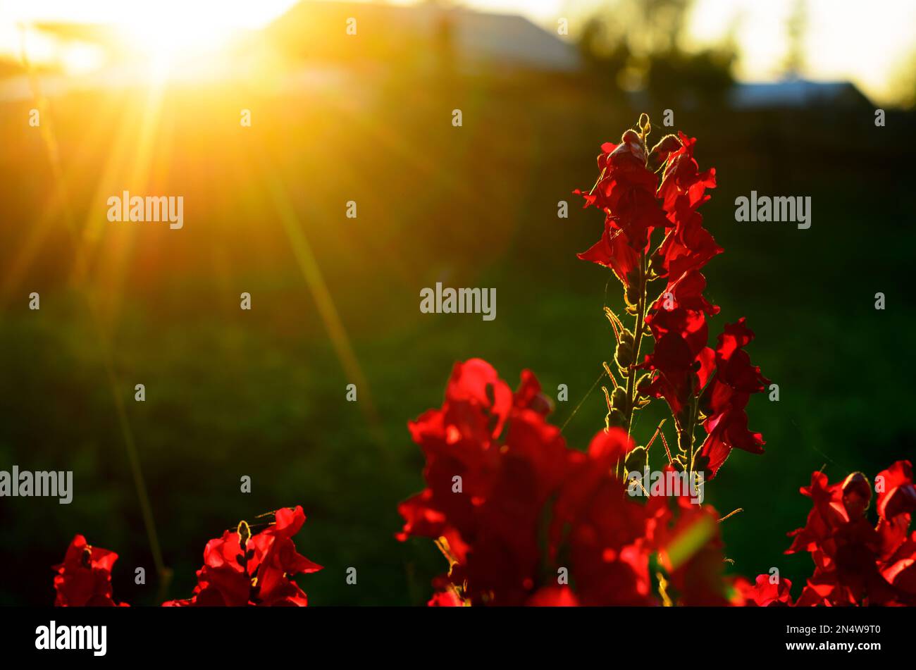 Bright rays of the setting sun at sunset illuminate the red flower buds ...