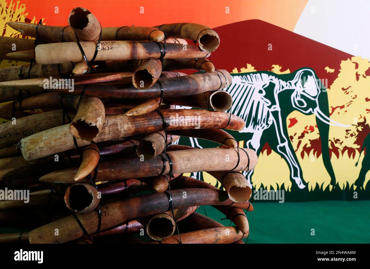 Confiscated ivory is displayed at a chemical waste treatment center in ...