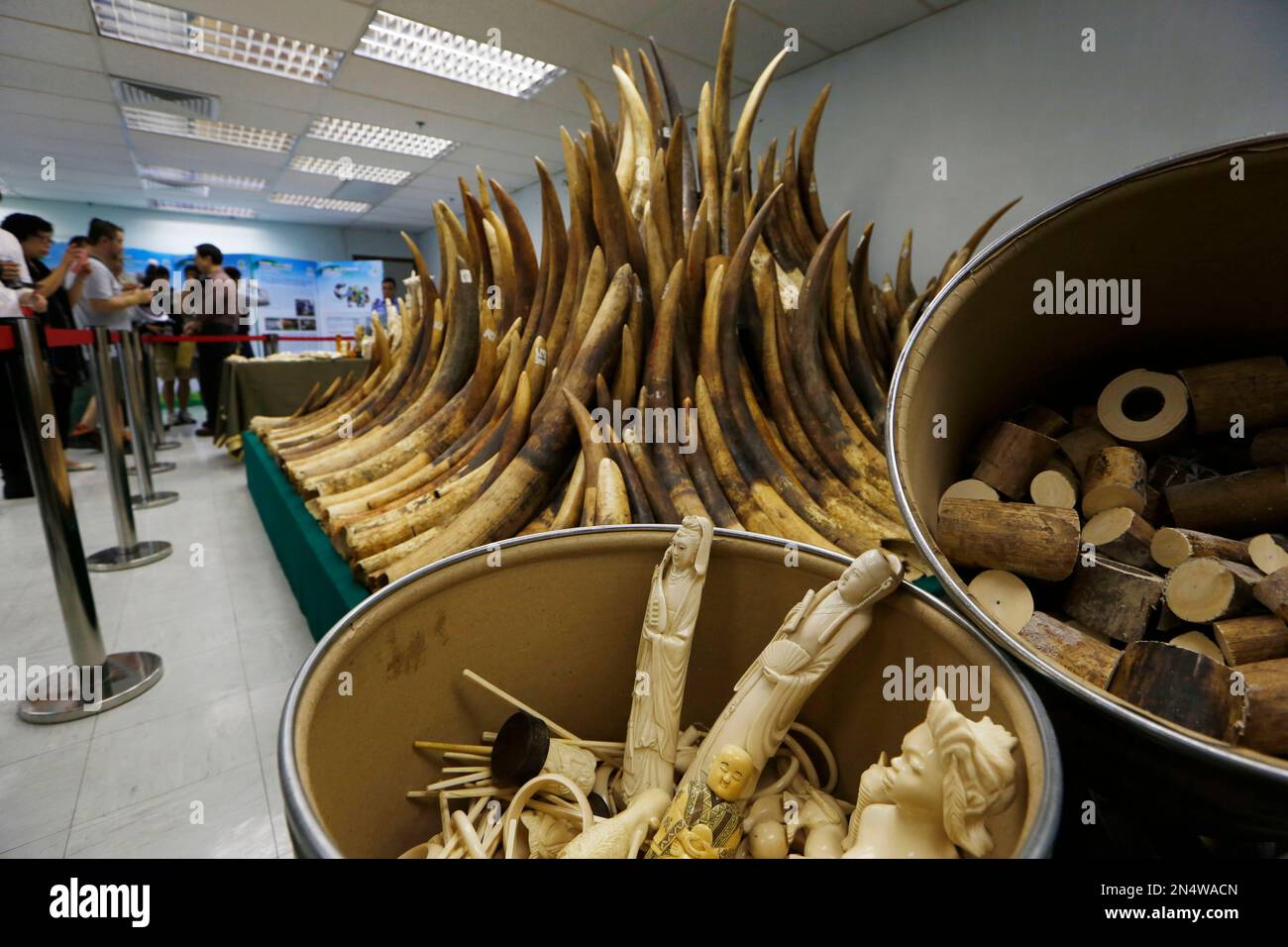 Confiscated ivory is displayed at a chemical waste treatment center in ...