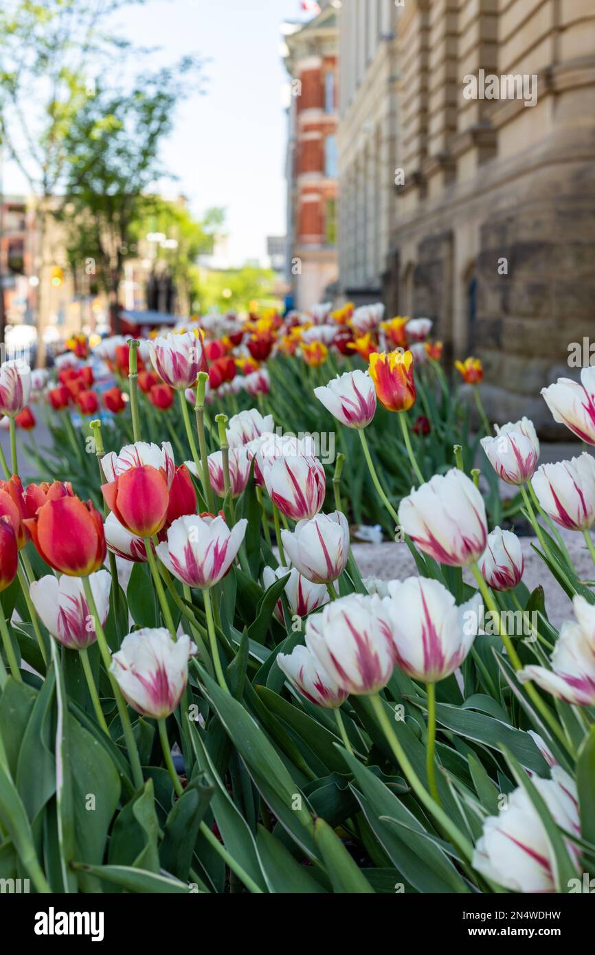 Flower beds with tulips in downtown Ottawa in Canada. Spring in the ...
