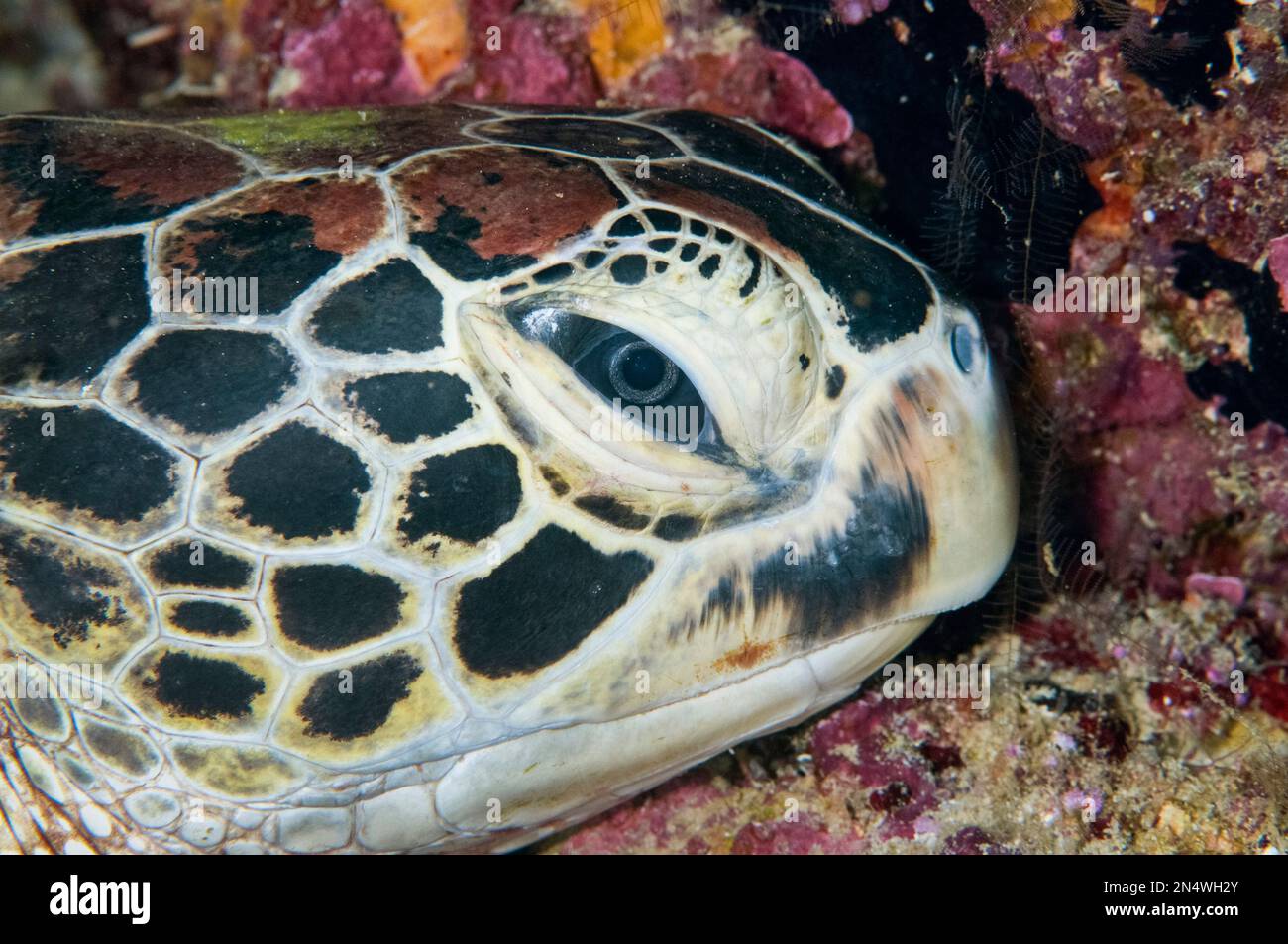 Green Turtle, Chelonia mydas, endangered species, Barracuda Point dive ...