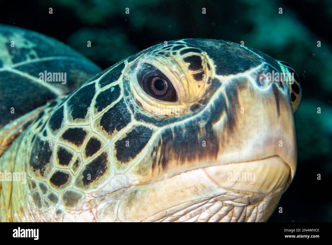 Green Turtle, Chelonia mydas, endangered species, Staghorn Crest dive ...