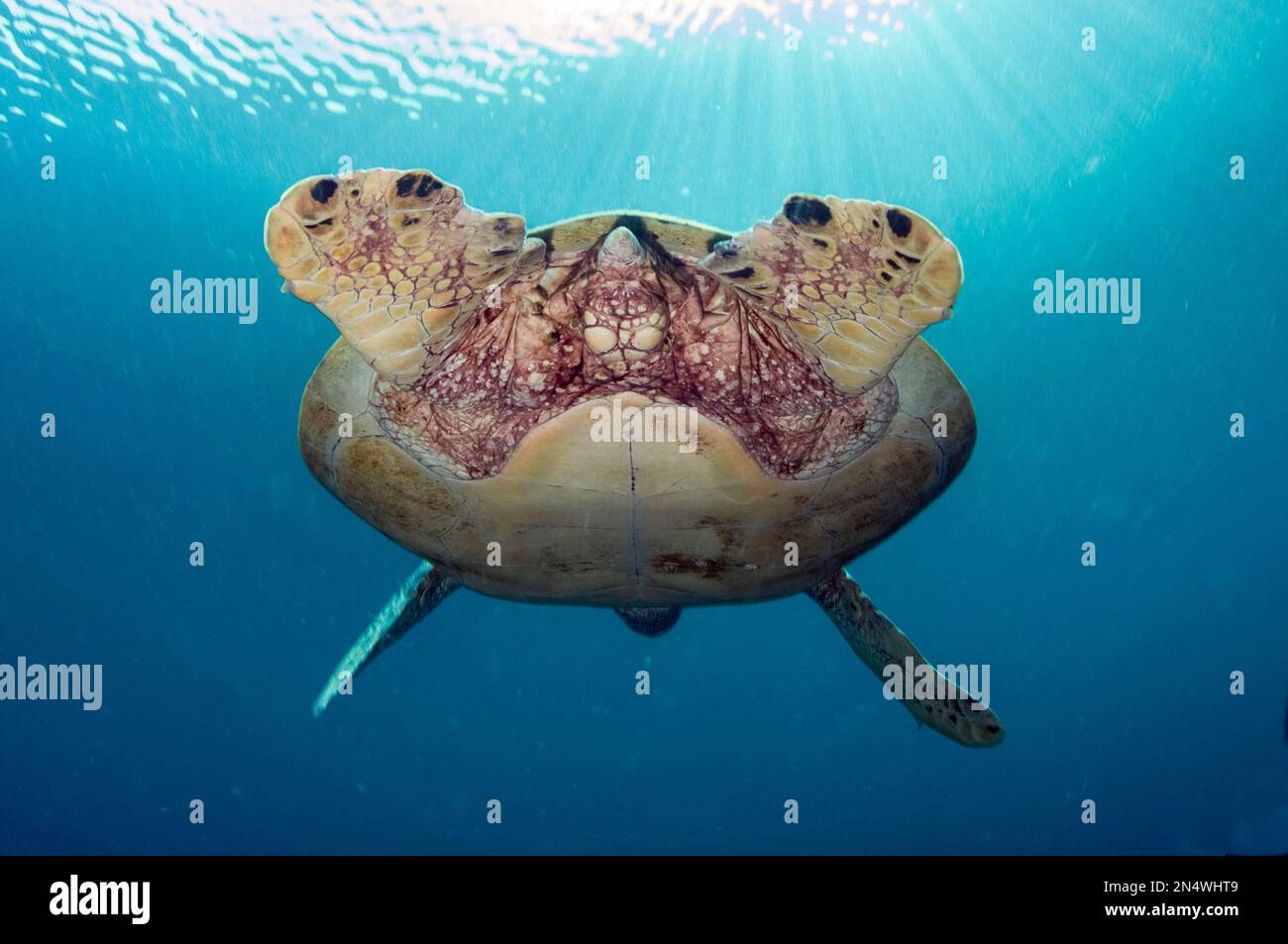 Underside of Green Turtle, Chelonia mydas, adult, female, endangered ...