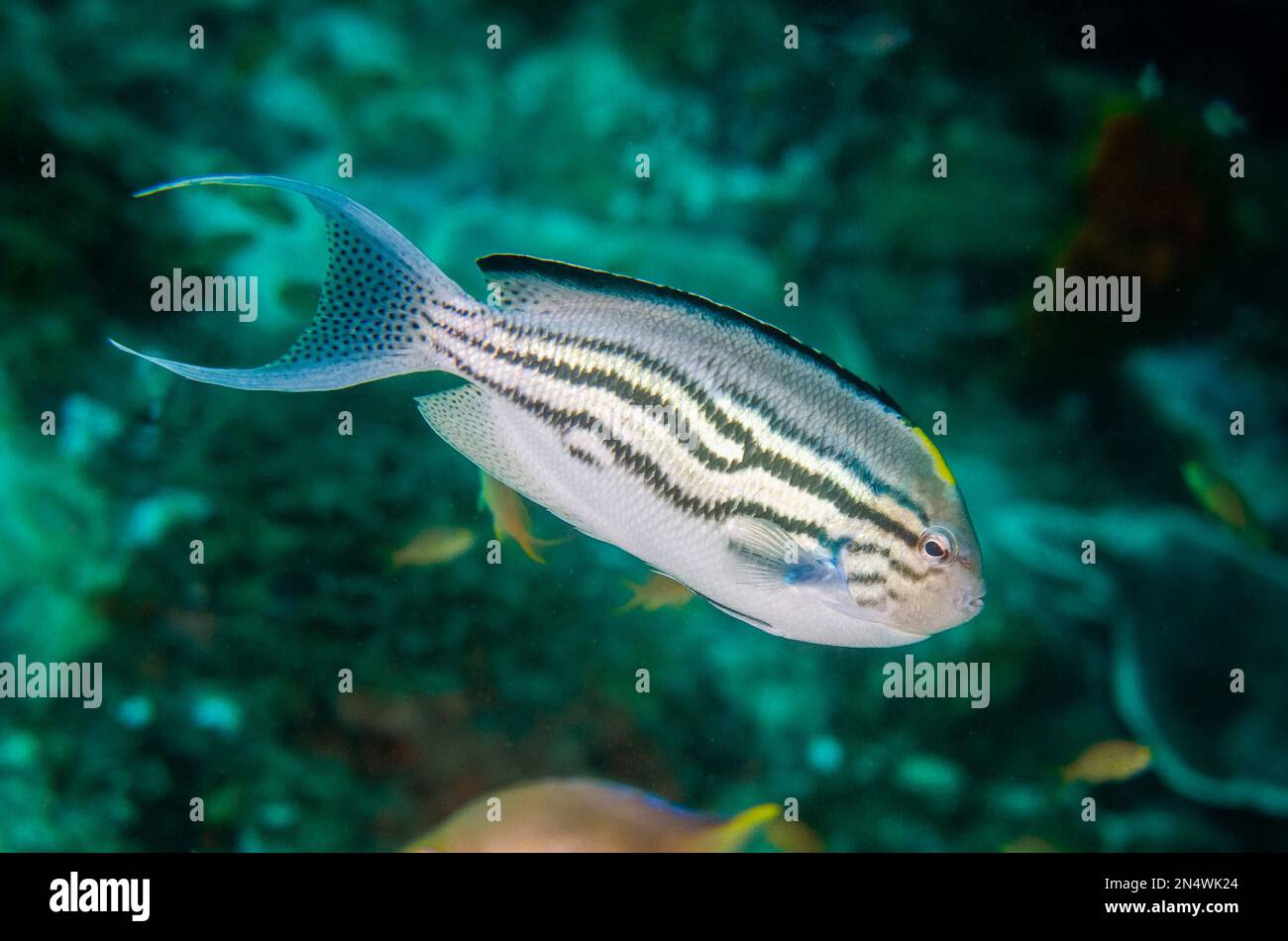 blackstriped angelfish, Genicanthus lamarck, aka Lamarck's angelfish ...