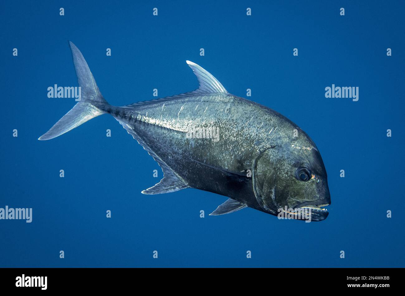 Giant Trevally, Caranx ignobilis, Antichovy dive site, Misool Island ...