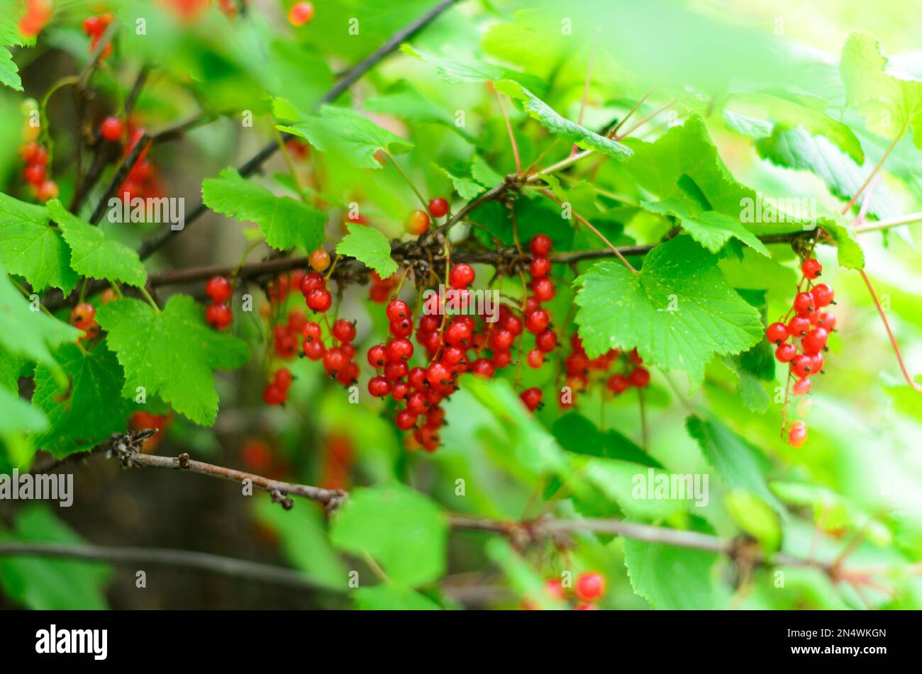 Many bunches of wild red currant berries grow on a branch under green ...
