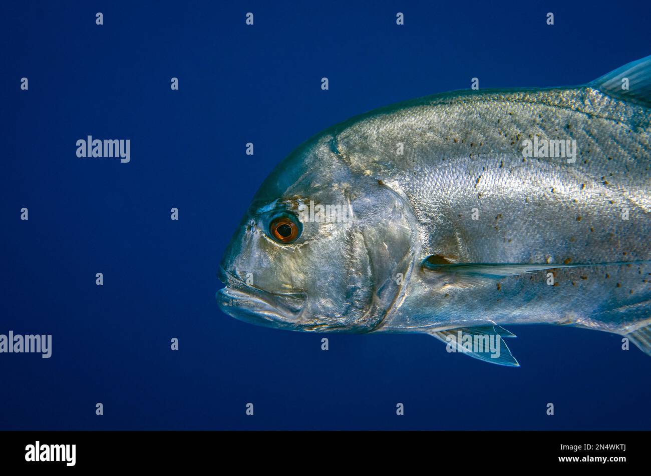 Giant Trevally, Caranx ignobilis, Antichovy dive site, Misool Island ...