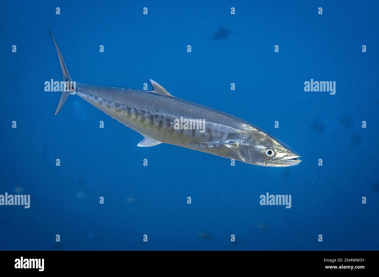 Narrow Barred Spanish Mackerel, Scomberomorus commerson, Fibacet ...