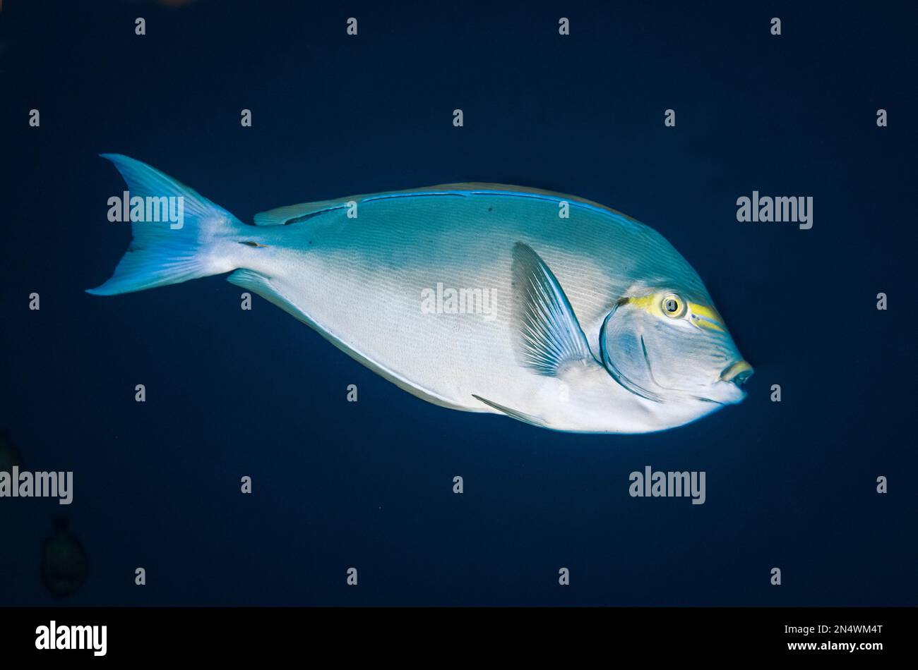 Yellowmask Surgeon, Acanthurus mata, Boo West dive site, Misool Island ...