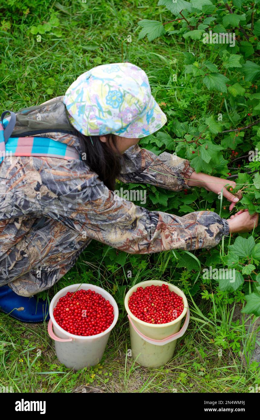 Yakut Asian girl with a backpack sitting in full buckets of red currant ...