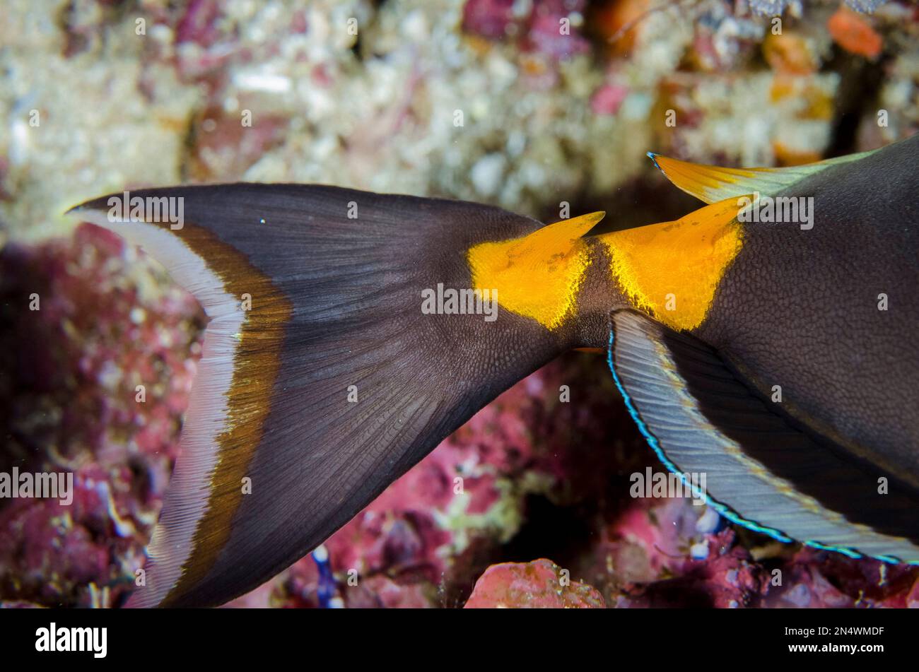 Spines on tail of Orangespine Unicornfish, Naso lituratus, night dive ...