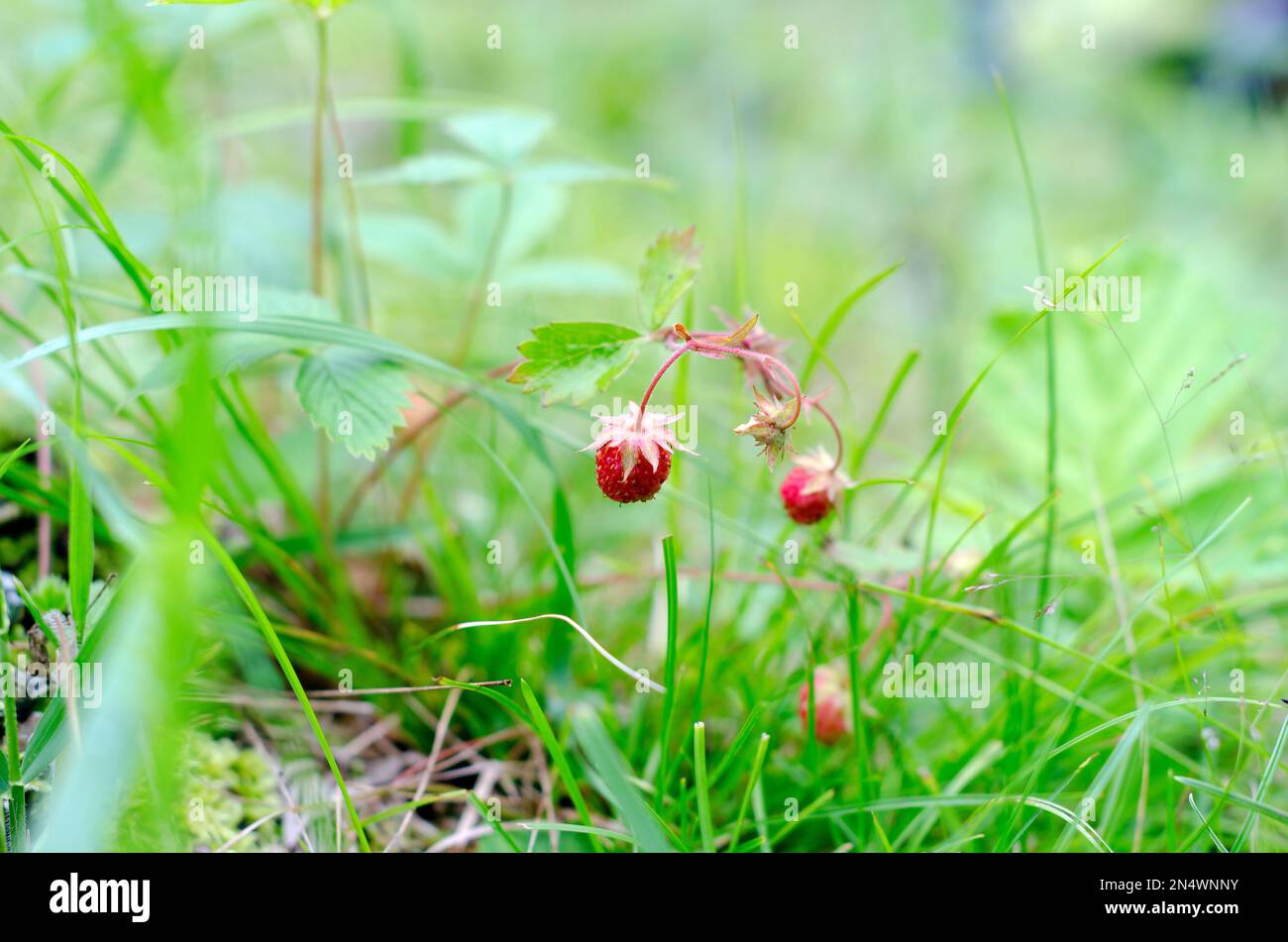 Wild red Northern strawberry berry grows on the background of green ...