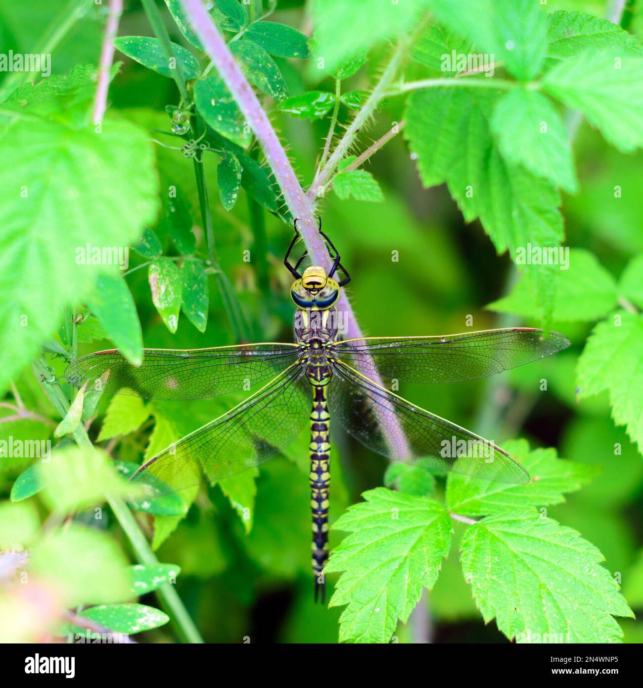 Summer flying insects hi-res stock photography and images - Alamy