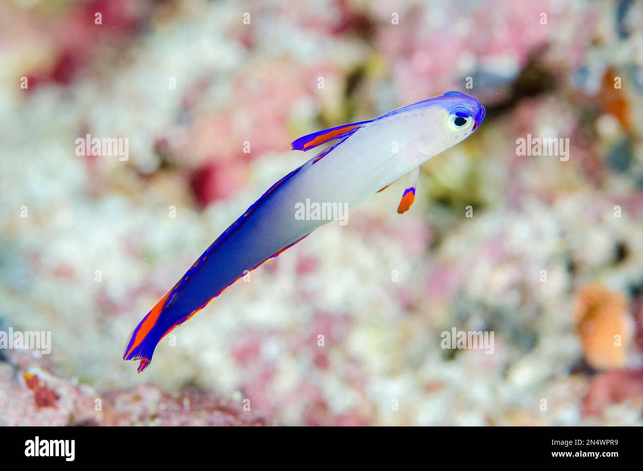 Decorated Dartfish, Nemateleotris decora, Too Many Fish dive site, Koon ...
