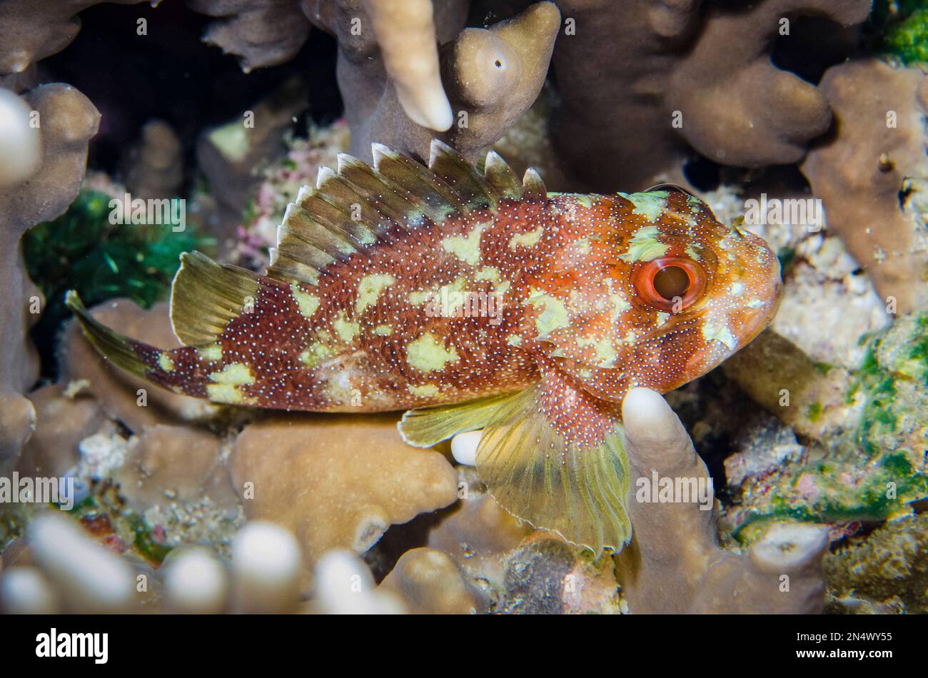 Yellow-spotted Scorpionfish, Sebastapistes cyanostigma, in coral, Batu ...