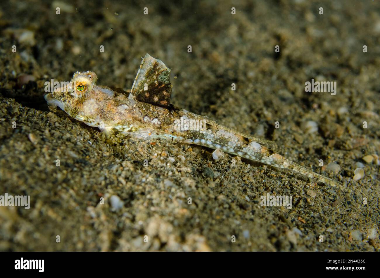 Superb Dragonet, Callionymus superbus, camouflaged on sand, night dive, Tasi Tolu dive site ...