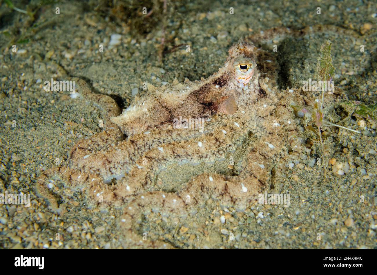 White-V Octopus, Abdopus sp, camouflaged on sand, night dive, Tasi Tolu ...