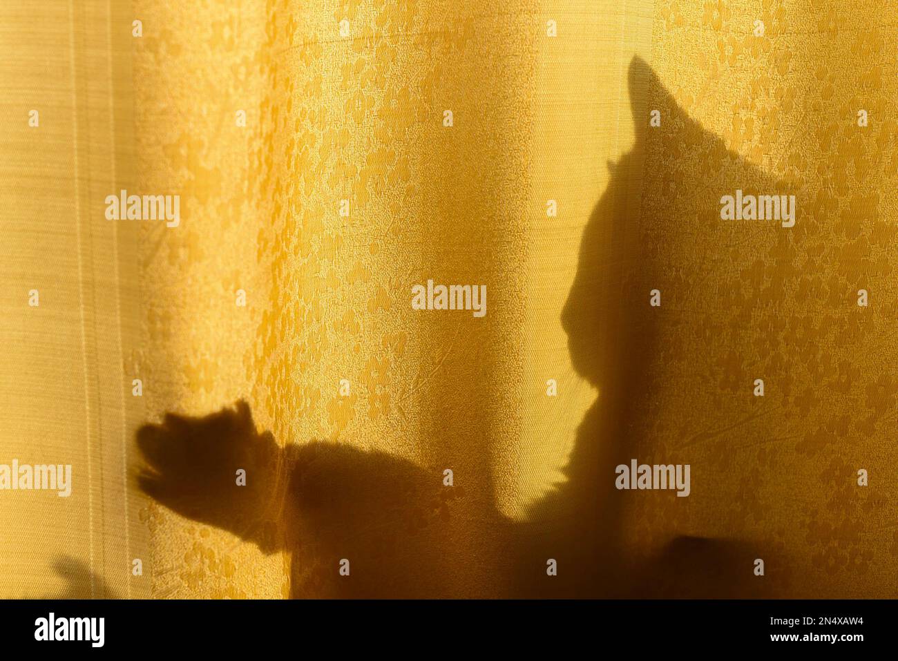 Silhouette of the shadow of a cat head with ears and paws with claws ...