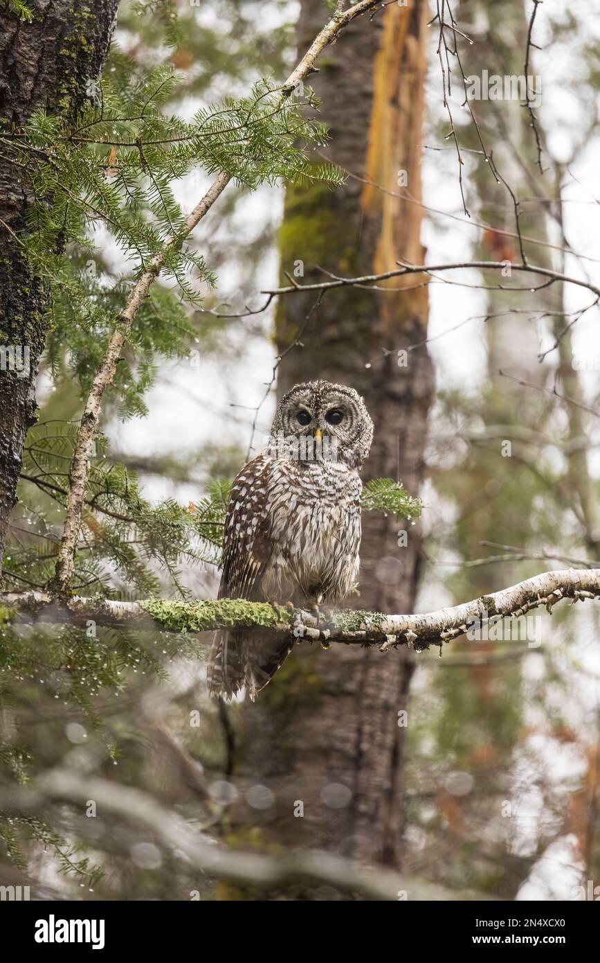 A wet barred owl in the Chequamegon National Forest in northern ...