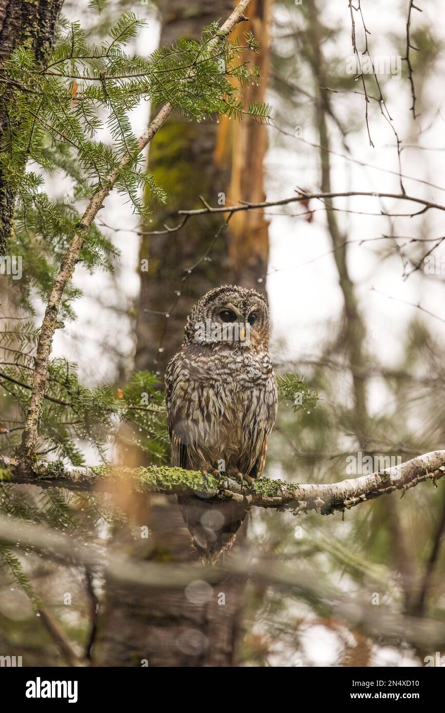 A wet barred owl in the Chequamegon National Forest in northern ...