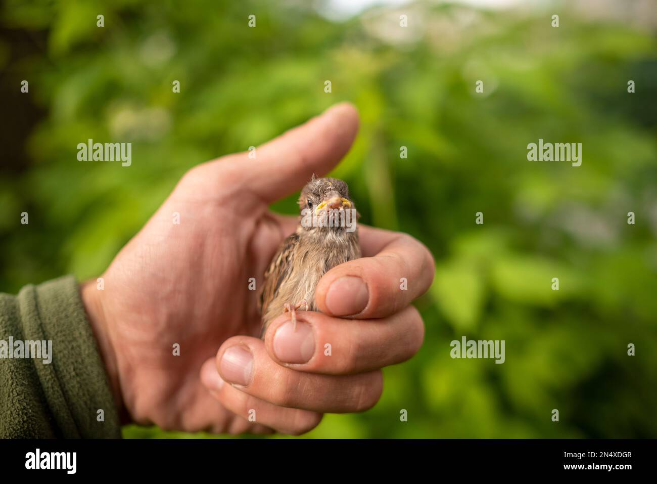 A small thin and battered Sparrow nestling sits in the palm of a man's ...