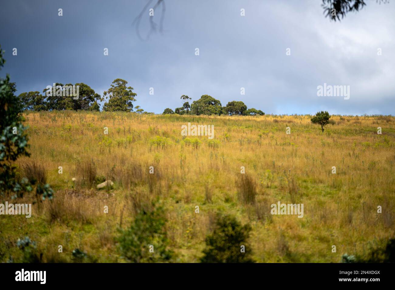 overgrown meadow and field on a farm in outback Stock Photo - Alamy