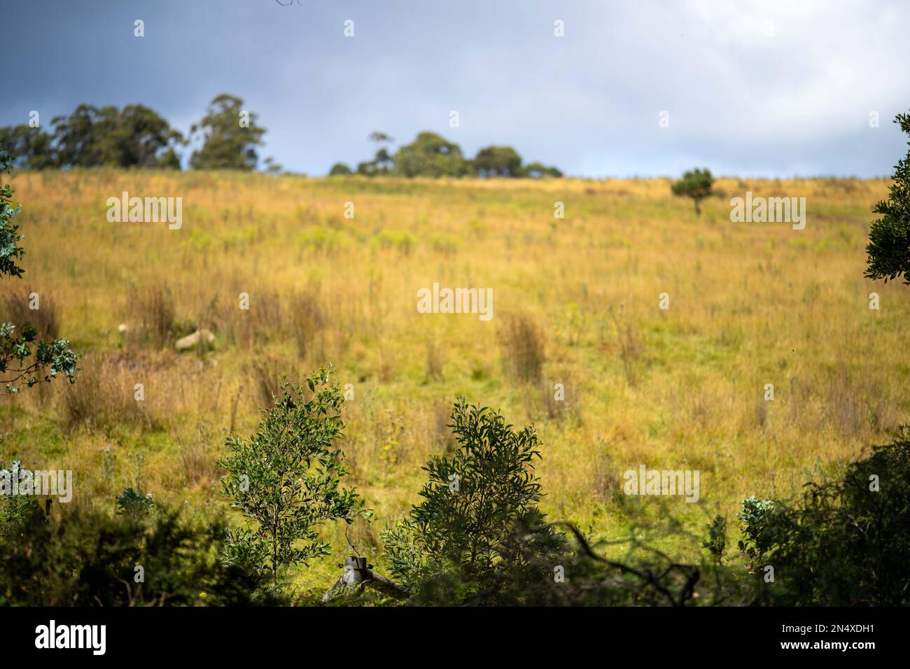 overgrown meadow and field on a farm in outback Stock Photo - Alamy