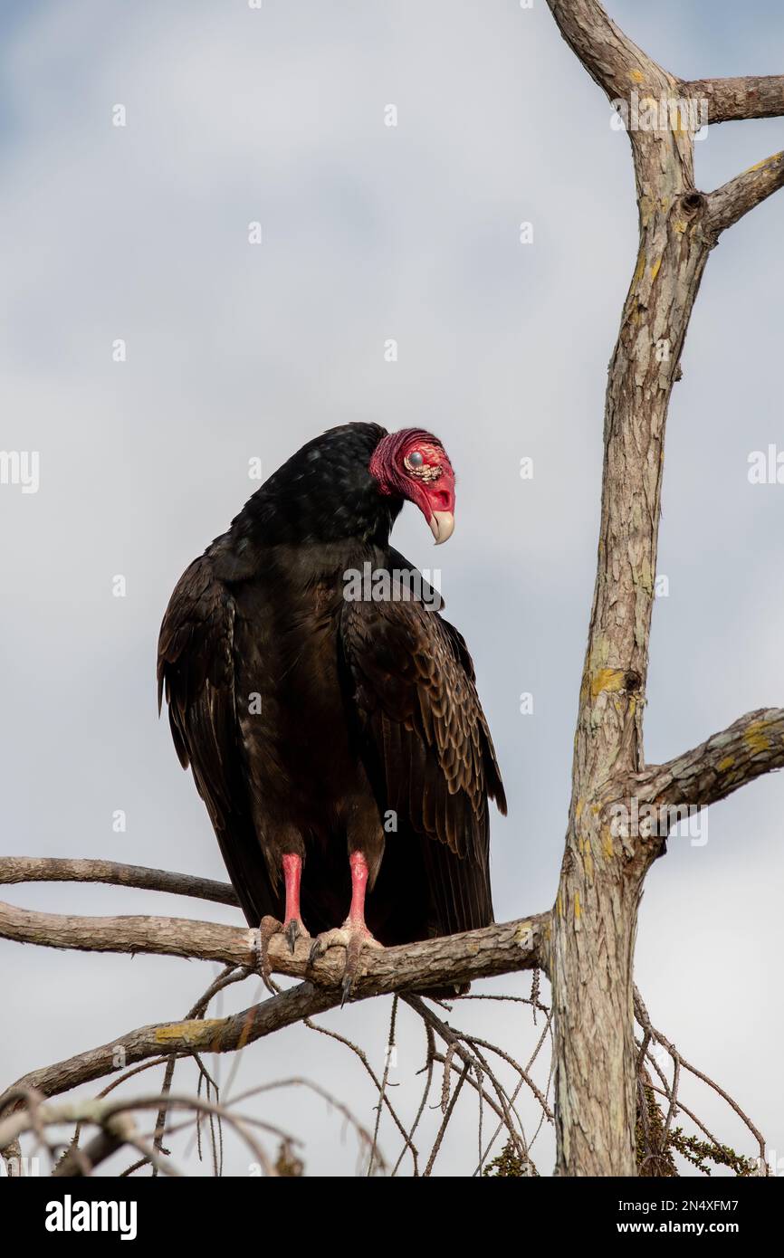 Turkey Vulture - Cathartes aura - perched in Cypress Tree in Everglades ...