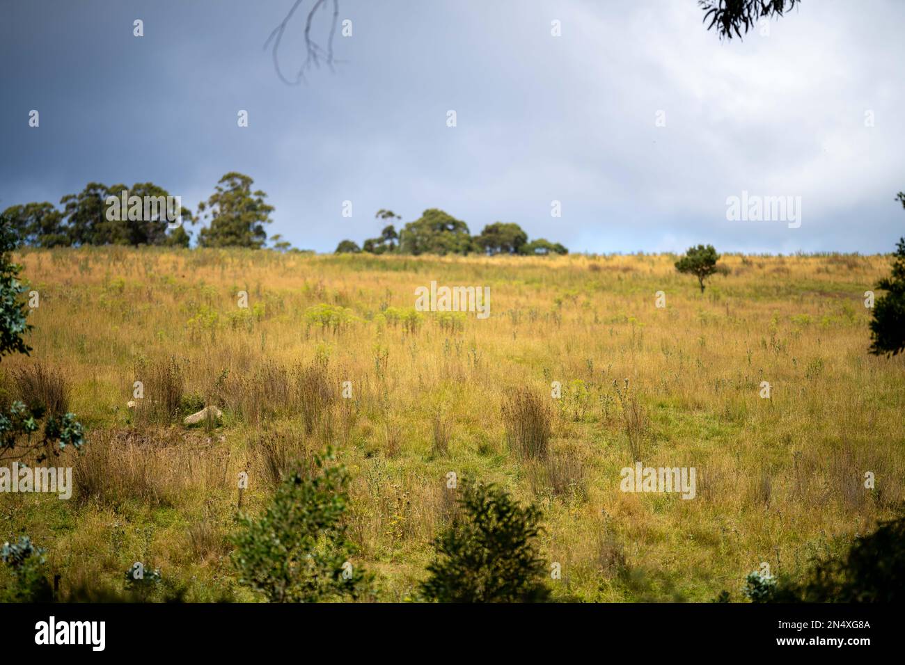 Australian bush. native forest and plantation Stock Photo - Alamy