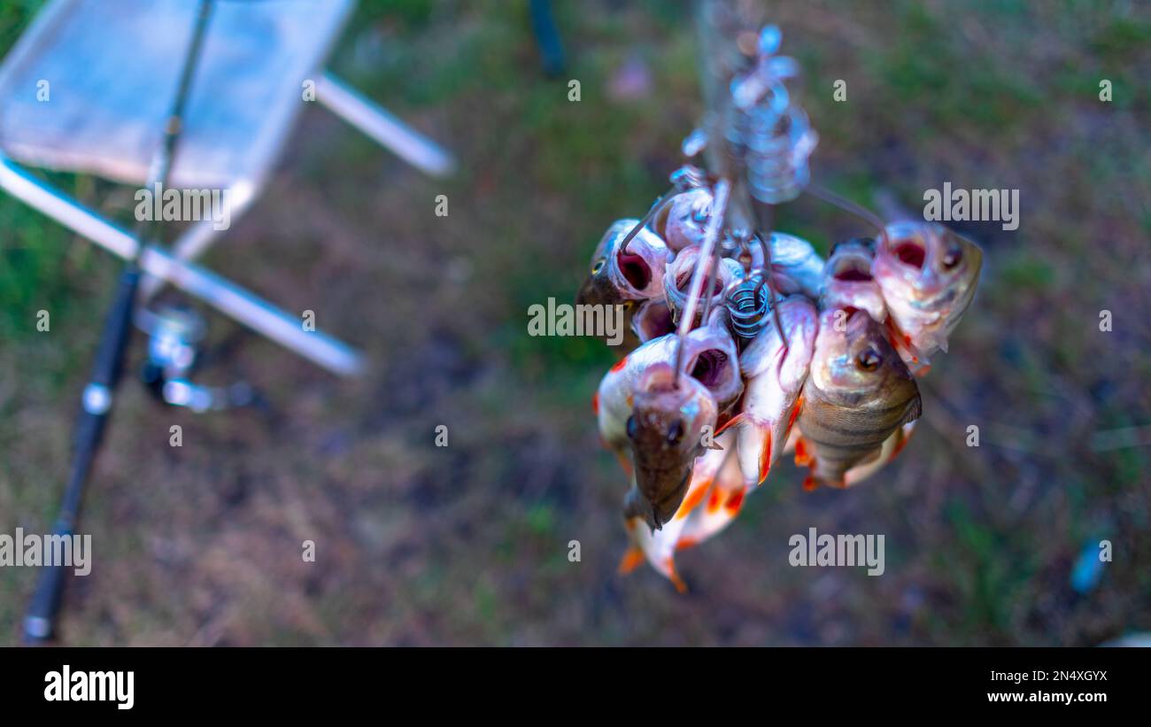 Caught perch anglers on Fish Stringer face down on the background of ...