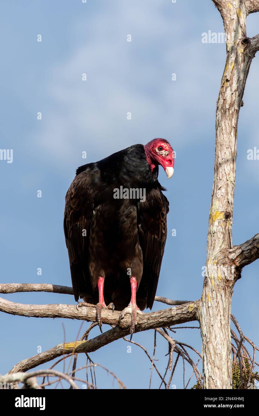 Turkey Vulture - Cathartes aura - perched in Cypress Tree in Everglades ...