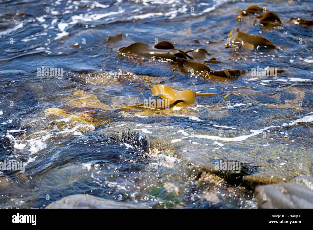 Seaweed and bull kelp growing on rocks in the ocean in australia. Waves ...