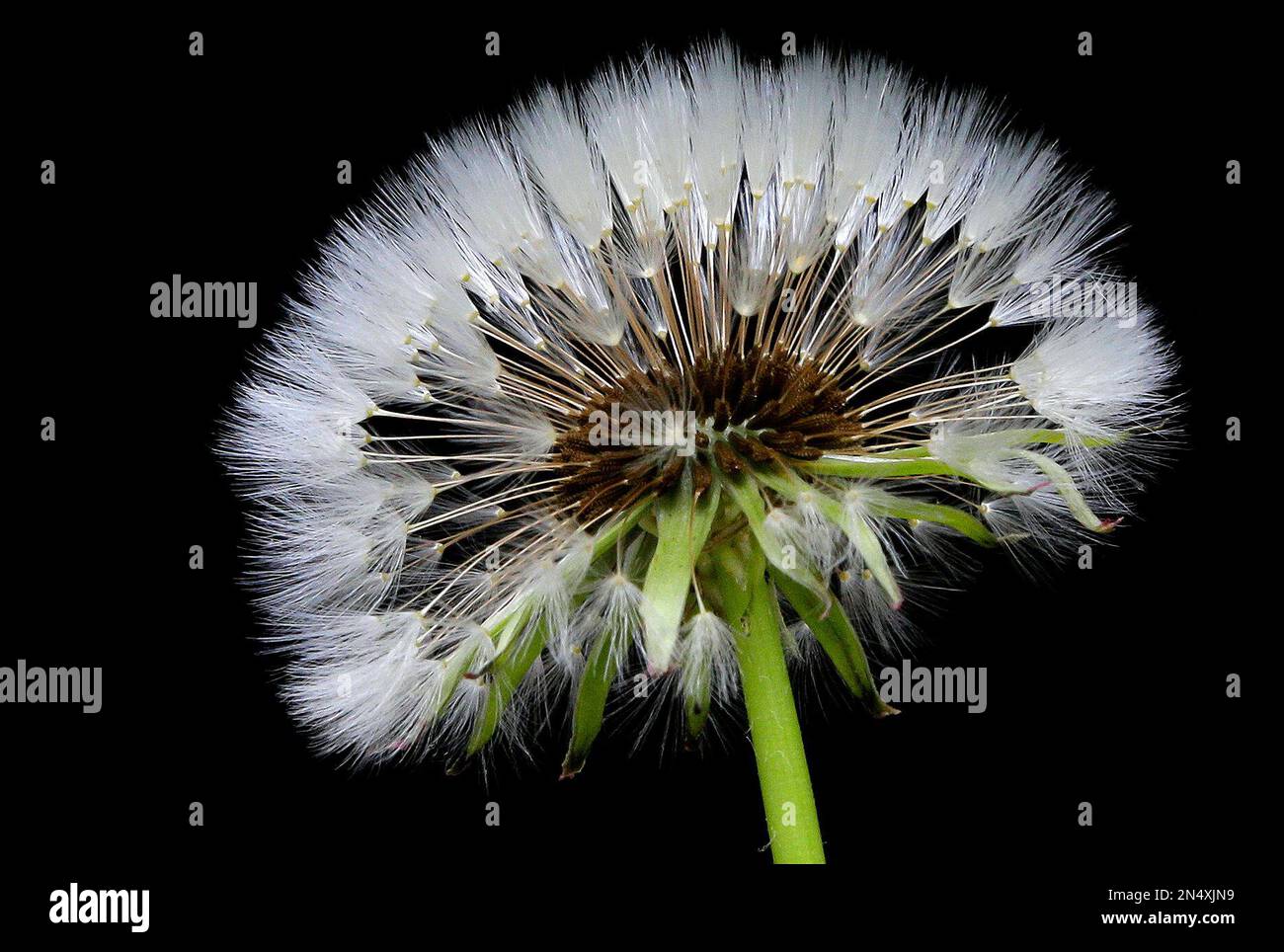 A Taraxacum seed head, otherwise known as a dandelion, is photographed ...